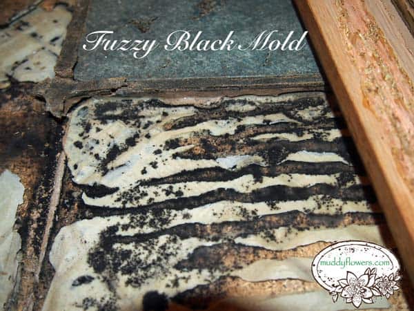 black fuzzy kitchen mold - Life In Minnesota