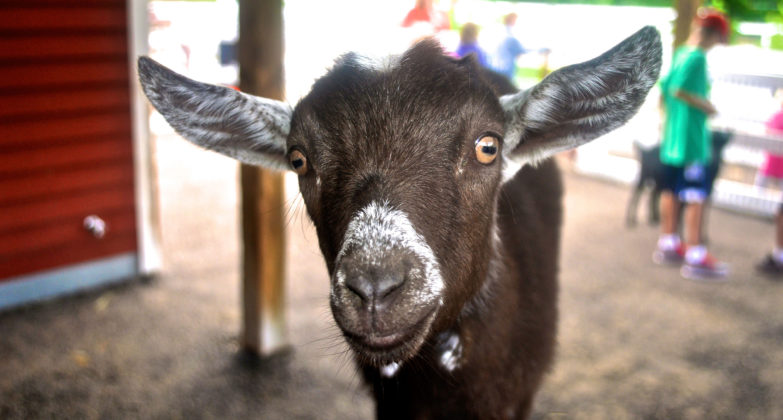 20 Fun Things To Do at the Minnesota Zoo