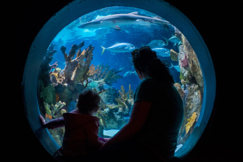 20 Fun Things To Do at the Minnesota Zoo