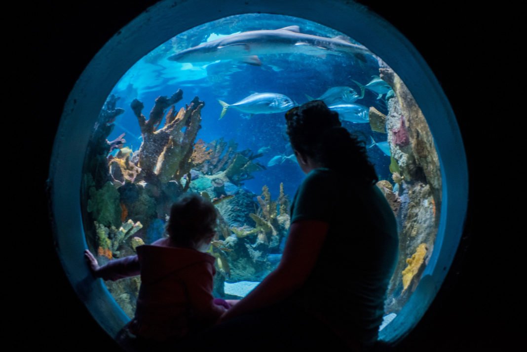 20 Fun Things To Do at the Minnesota Zoo