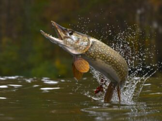 Life In Minnesota 15 of the Best Northern Pike Lakes In Minnesota https ...