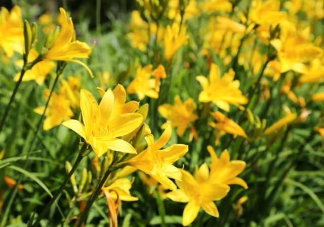 Life In Minnesota The 16 Best Perennials for Minnesota Gardens https ...