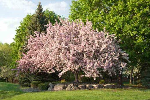 Life In Minnesota 20 of the Best Trees to Grow in Minnesota Yards https ...