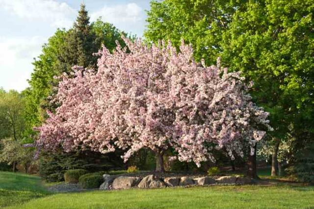 Life In Minnesota 20 of the Best Trees to Grow in Minnesota Yards https ...