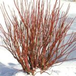 Life In Minnesota 11 of the Best Shrubs for Minnesota Yards and Gardens ...