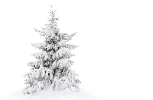 Life In Minnesota 20 of the Best Trees to Grow in Minnesota Yards https ...