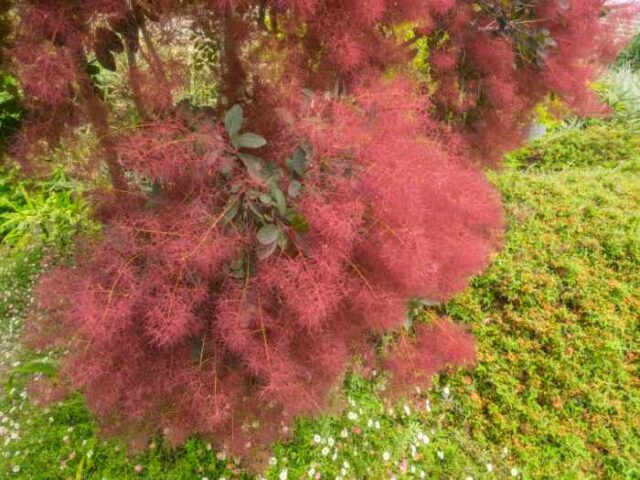 Life In Minnesota 11 of the Best Shrubs for Minnesota Yards and Gardens ...