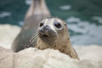 Life In Minnesota Visitor's Guide to the Como Zoo https://www ...