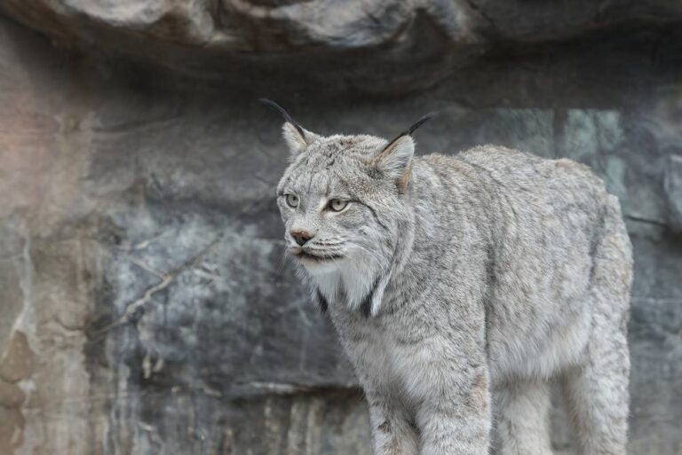 Life In Minnesota Visitor's Guide to the Minnesota Zoo https://www ...