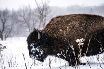 Wildlife Wonders: Exploring the Diverse Animals of Minnesota - Life In ...