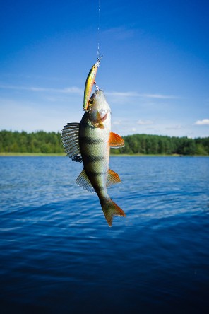 The 12 Best Lures for Lake Fishing in Minnesota