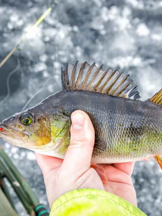 The Definitive Lake Vermilion Fishing Guide