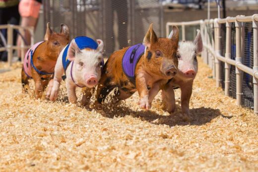 21 Awesome Minnesota Festivals You Need To Visit This Summer