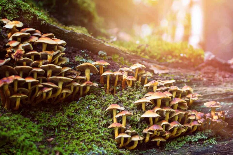 The Definitive Visitor's Guide to Nerstrand Big Woods State Park