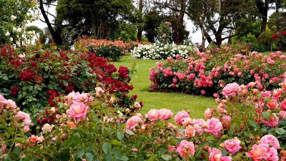 The History of the Lyndale Park Rose Garden