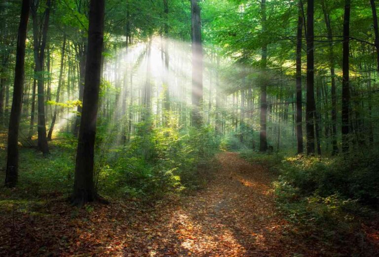 The Complete Visitor's Guide to Monson Lake State Park