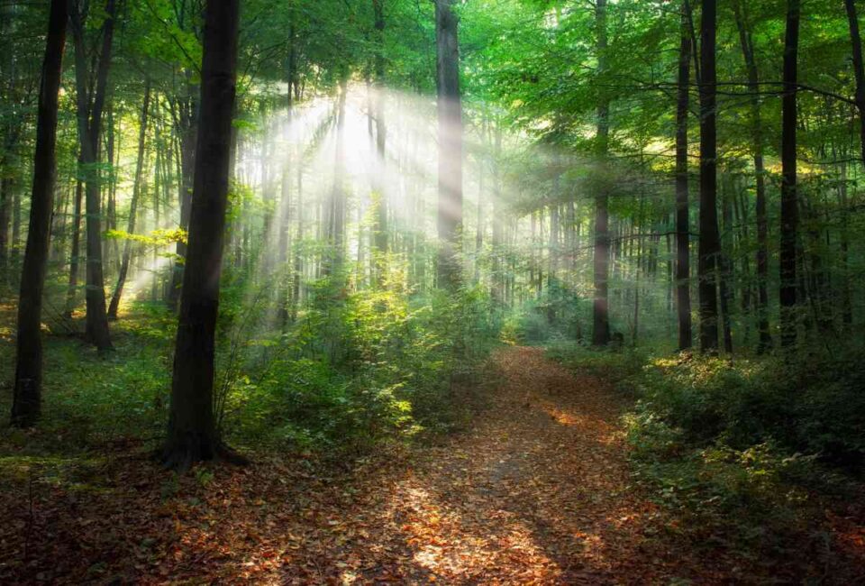 The Complete Visitor's Guide to Monson Lake State Park