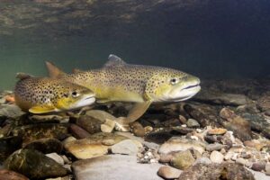 The Amazing Fish of Minnesota: A Guide To Our State's 24 Most Common ...