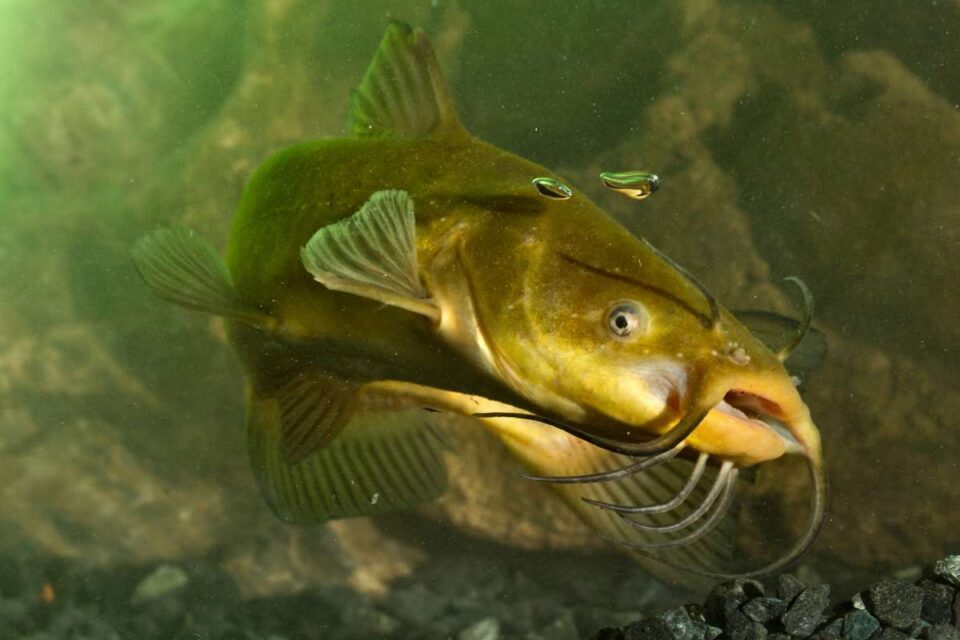 The Amazing Fish of Minnesota: A Guide To Our State's 24 Most Common ...