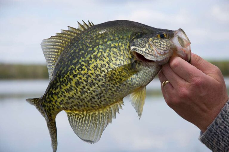 The Amazing Fish of Minnesota: A Guide To Our State's 24 Most Common ...