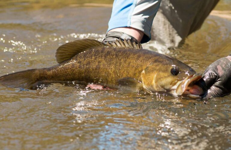 The Amazing Fish of Minnesota: A Guide To Our State's 24 Most Common ...