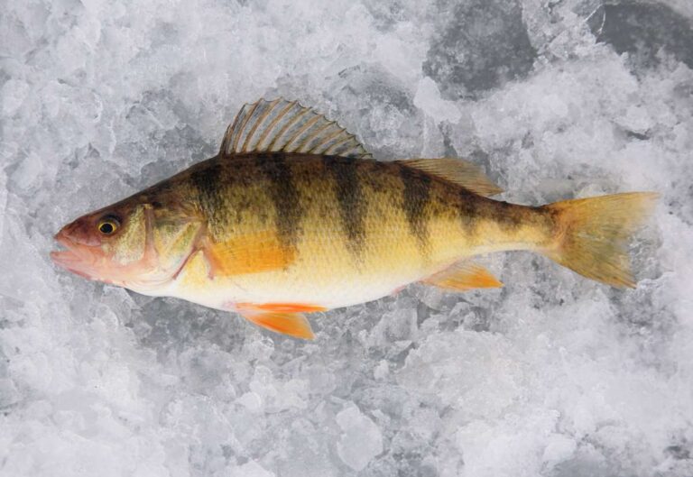 The Amazing Fish of Minnesota: A Guide To Our State's 24 Most Common ...