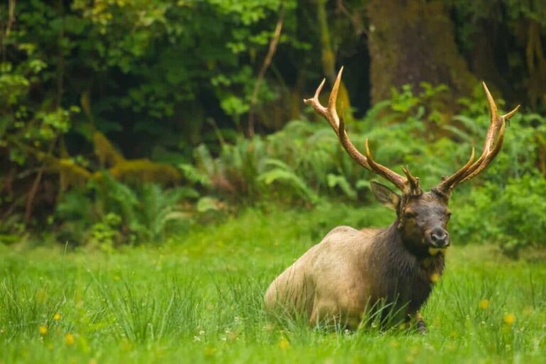 Wildlife Wonders: Exploring the Diverse Animals of Minnesota - Life In ...