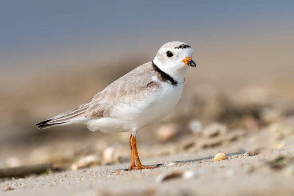 Wildlife Wonders: Exploring the Diverse Animals of Minnesota - Life In ...