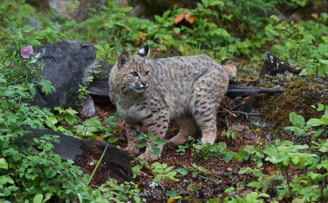 Wildlife Wonders: Exploring the Diverse Animals of Minnesota - Life In ...