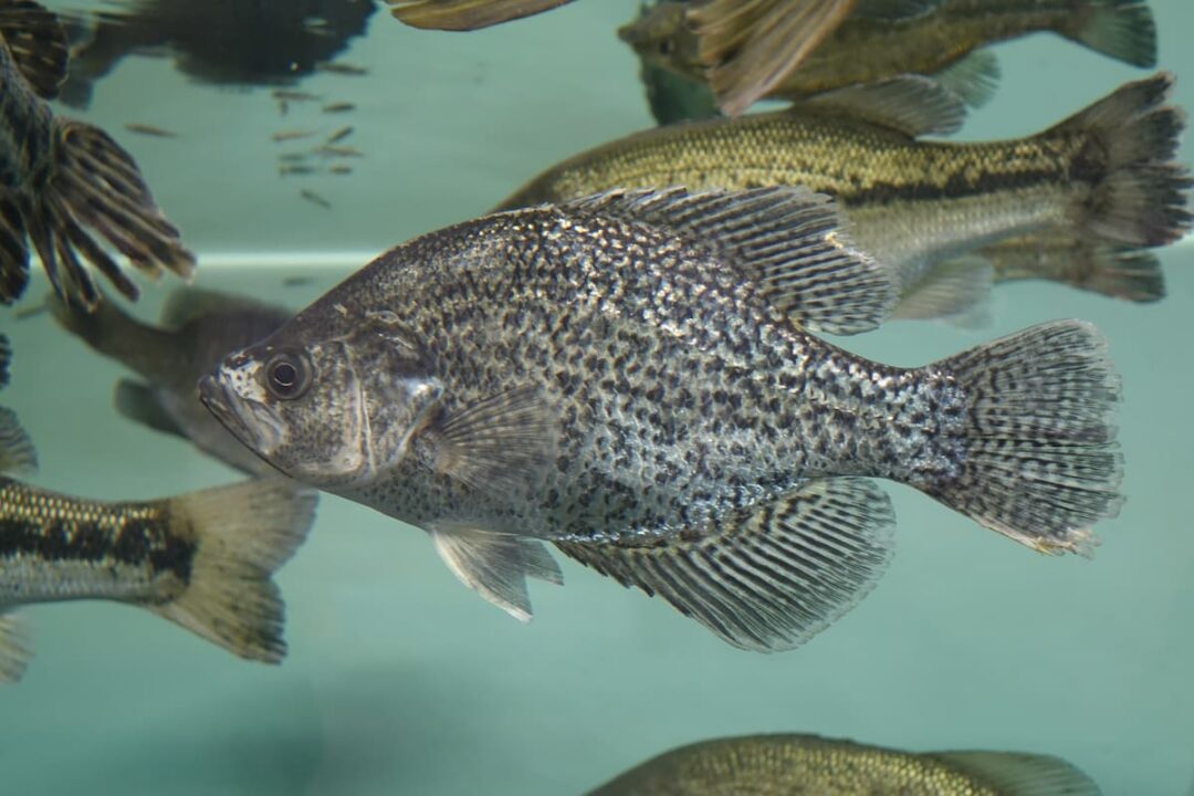 21 Expert Crappie Fishing Tips for Every Season: Adjusting Your ...