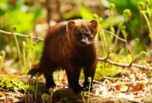 Wildlife Wonders: Exploring the Diverse Animals of Minnesota - Life In ...