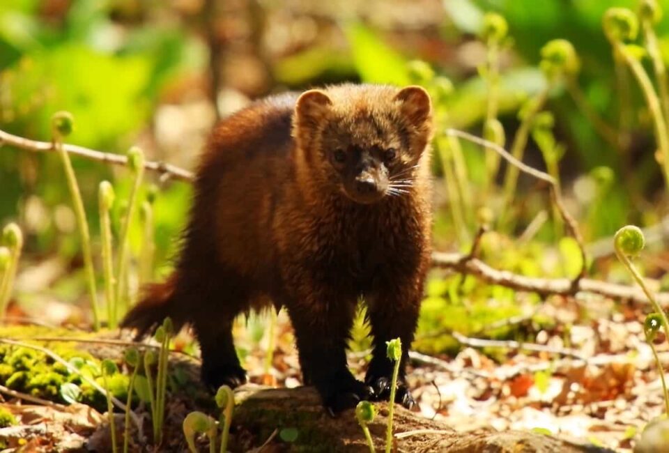 Wildlife Wonders: Exploring the Diverse Animals of Minnesota - Life In ...