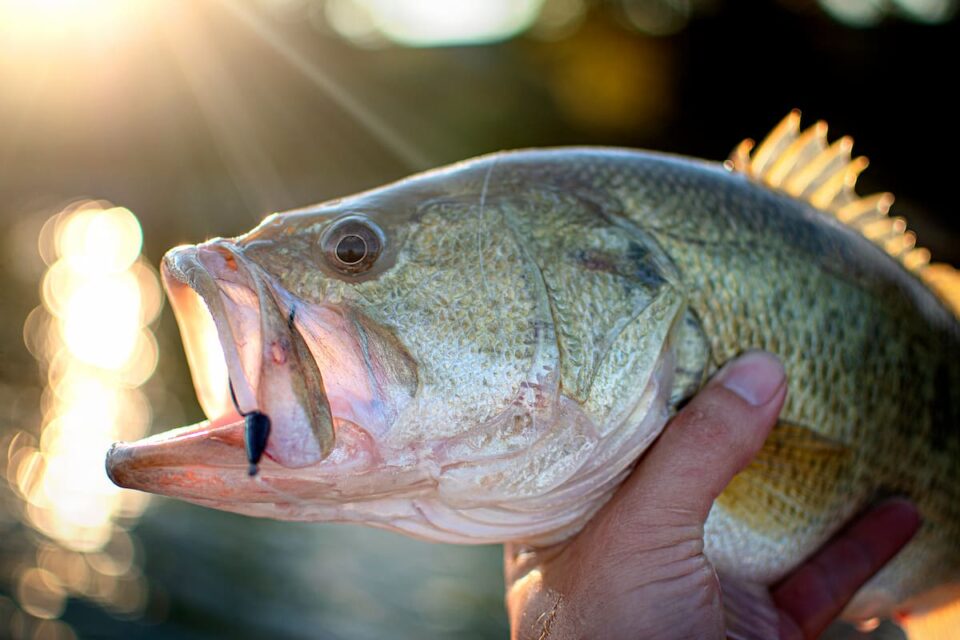 Exploring Minnesota Fish: Largemouth Bass - Life In Minnesota