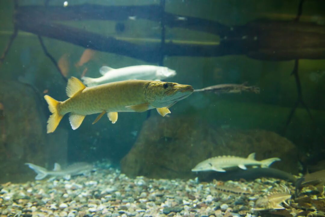 Exploring Minnesota Fish: Muskellunge - Life In Minnesota