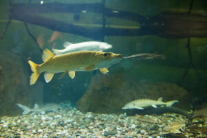 Exploring Minnesota Fish: Muskellunge - Life In Minnesota