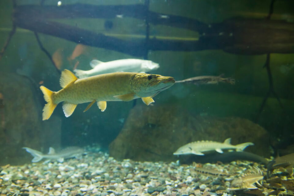 Exploring Minnesota Fish: Muskellunge - Life In Minnesota