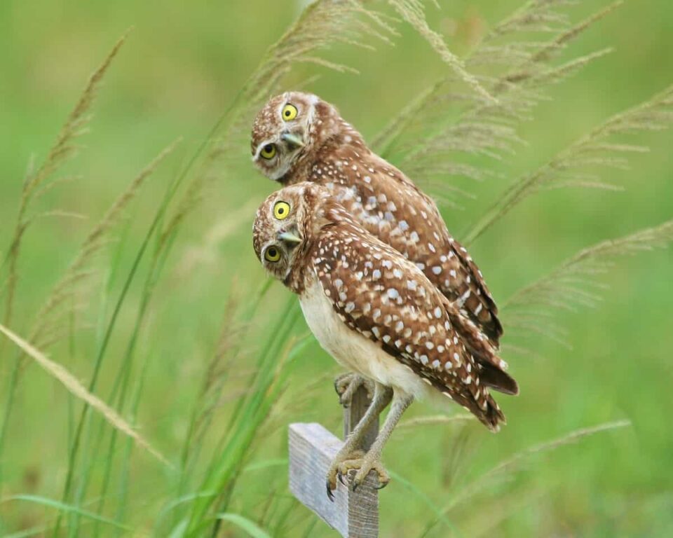 Wildlife Wonders: Exploring the Diverse Animals of Minnesota - Life In ...