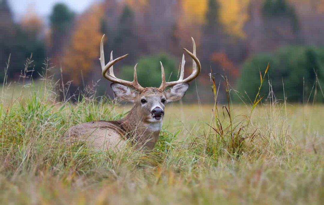 Deer Hunting in Minnesota: Everything You Need to Know - Life In Minnesota