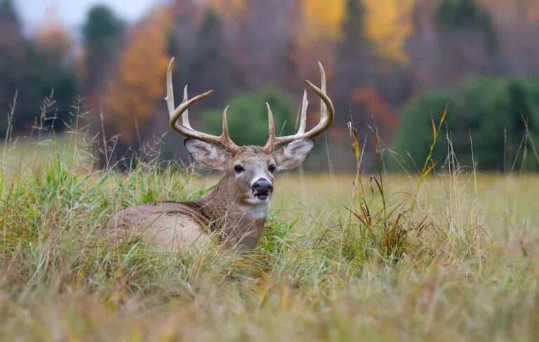 Deer Hunting in Minnesota: Everything You Need to Know - Life In Minnesota
