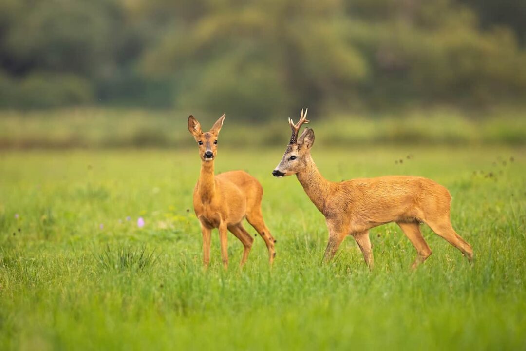 How Barometric Pressure Affects Deer Behavior: A Hunter's Guide - Life ...