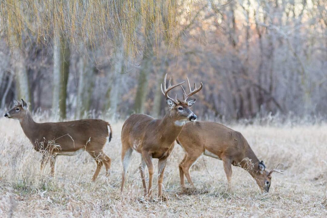 Uncovering the best deer hunting times for a successful hunt - Life In ...