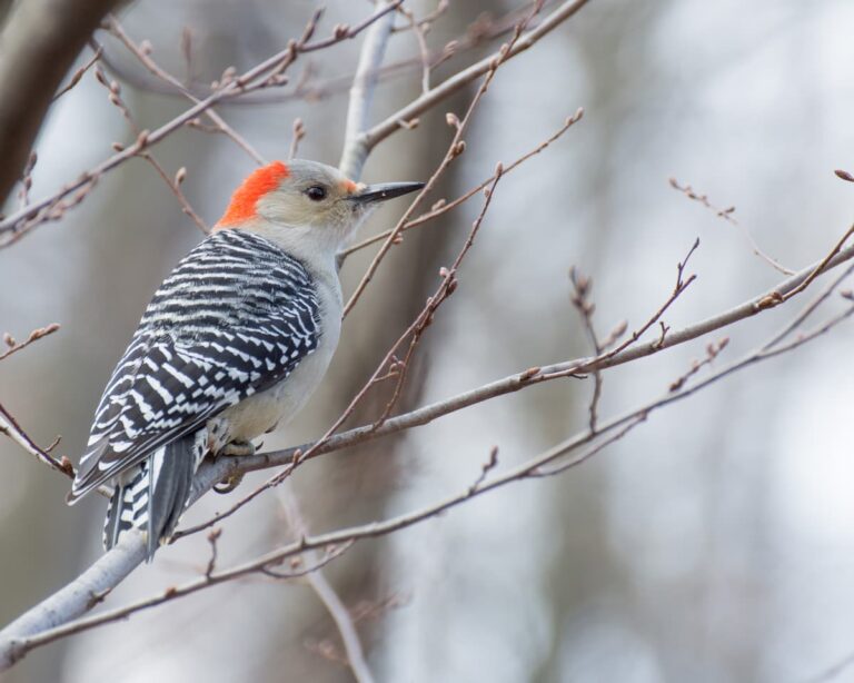 A Guide to 12 Winter Birds in Minnesota - Life In Minnesota