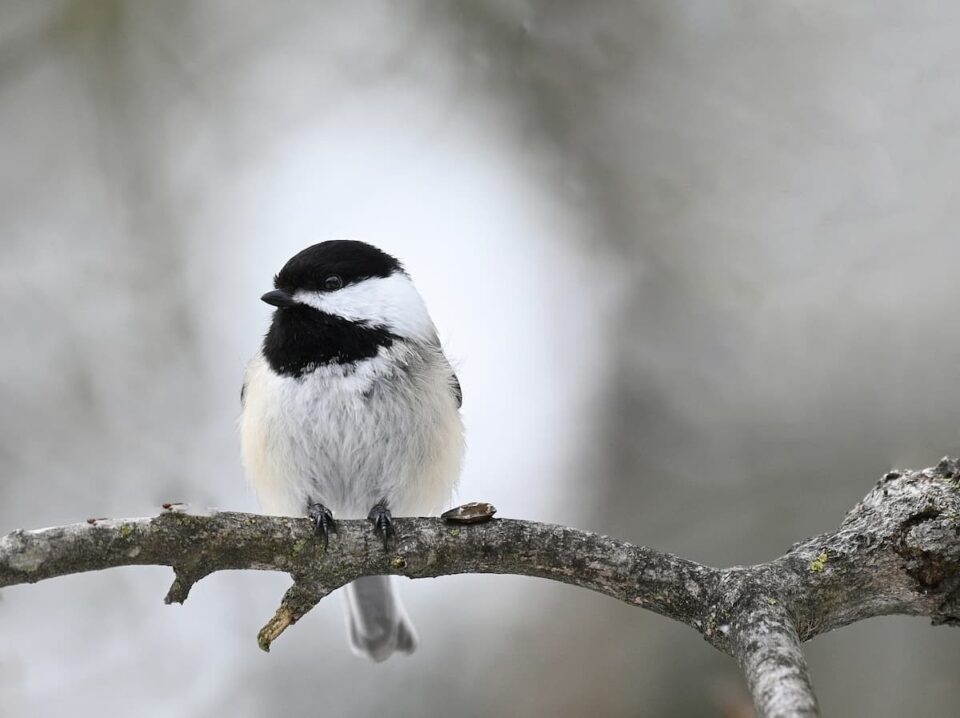 A Guide to 12 Winter Birds in Minnesota - Life In Minnesota